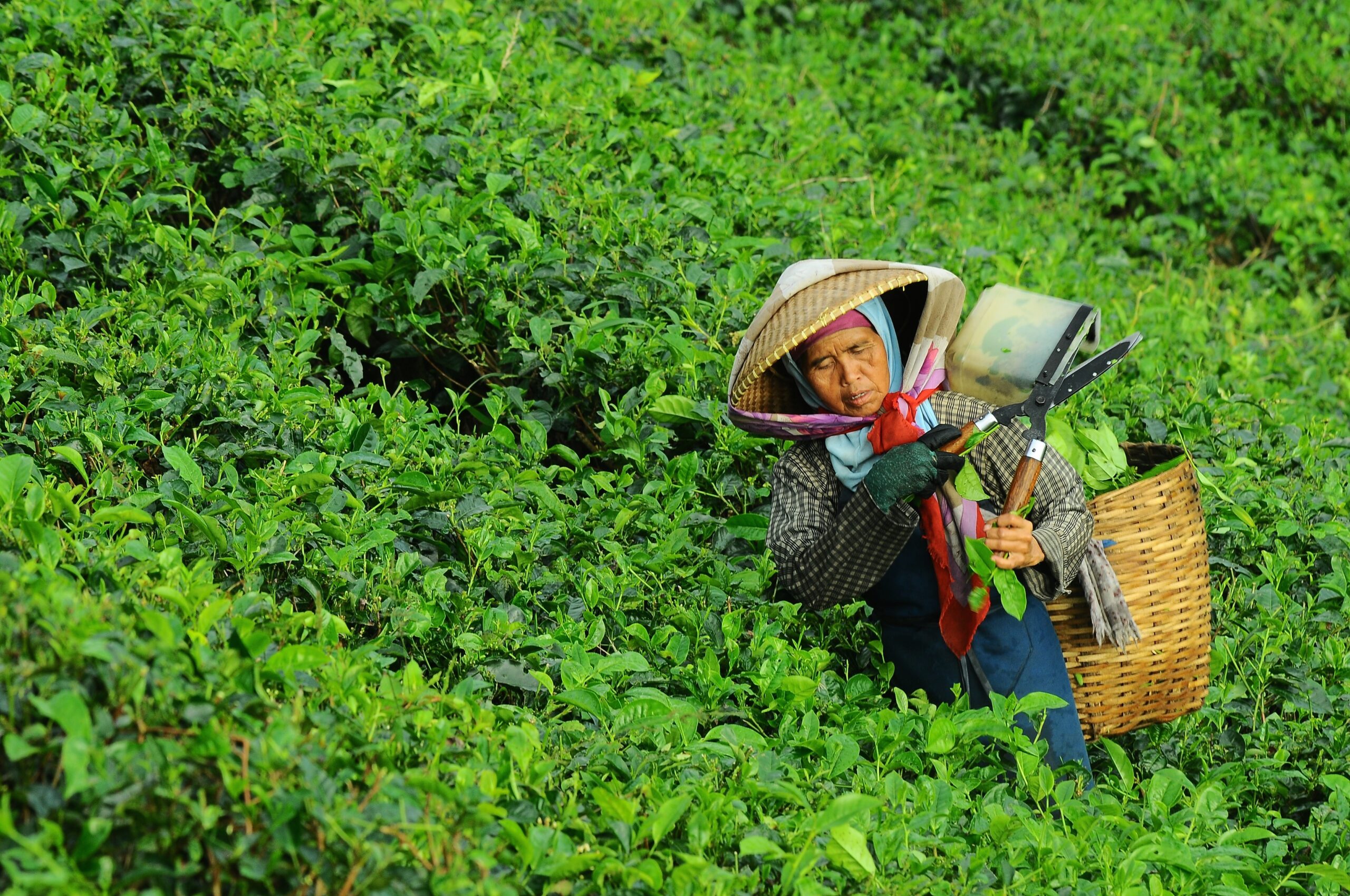How to Sell Tea Online: Brew Success From Home - Blog Instamojo